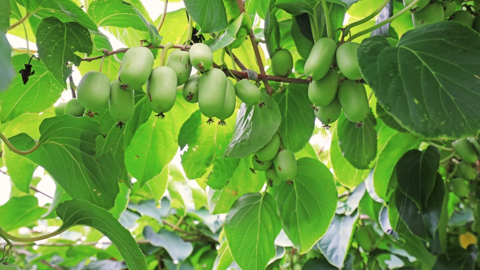 How to Plant, Grow, and Care for 'Prolific' Hardy Kiwi Vines