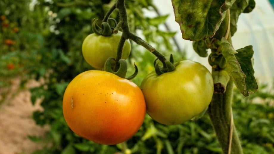 7 Reasons Why You Shouldn't Vine Ripen Your Tomatoes