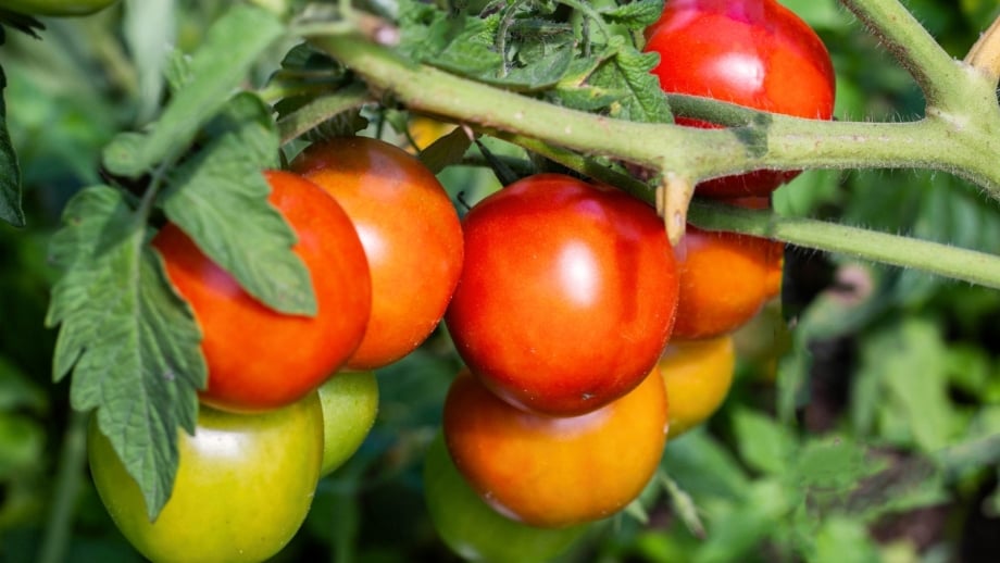 How to Plant, Grow, and Care for 'Celebrity' Tomatoes