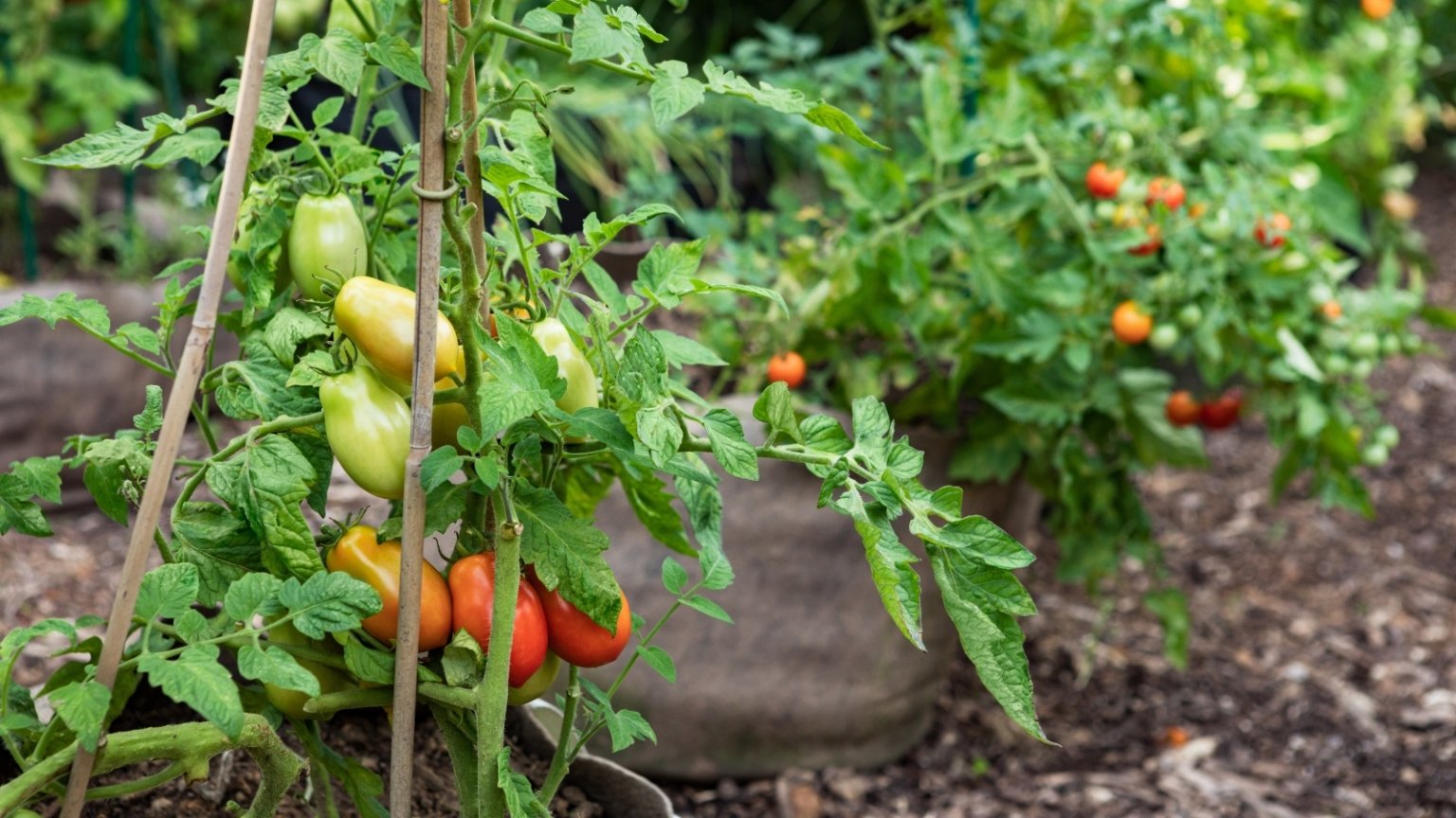 How to Grow Epic Tomatoes in Grow Bags