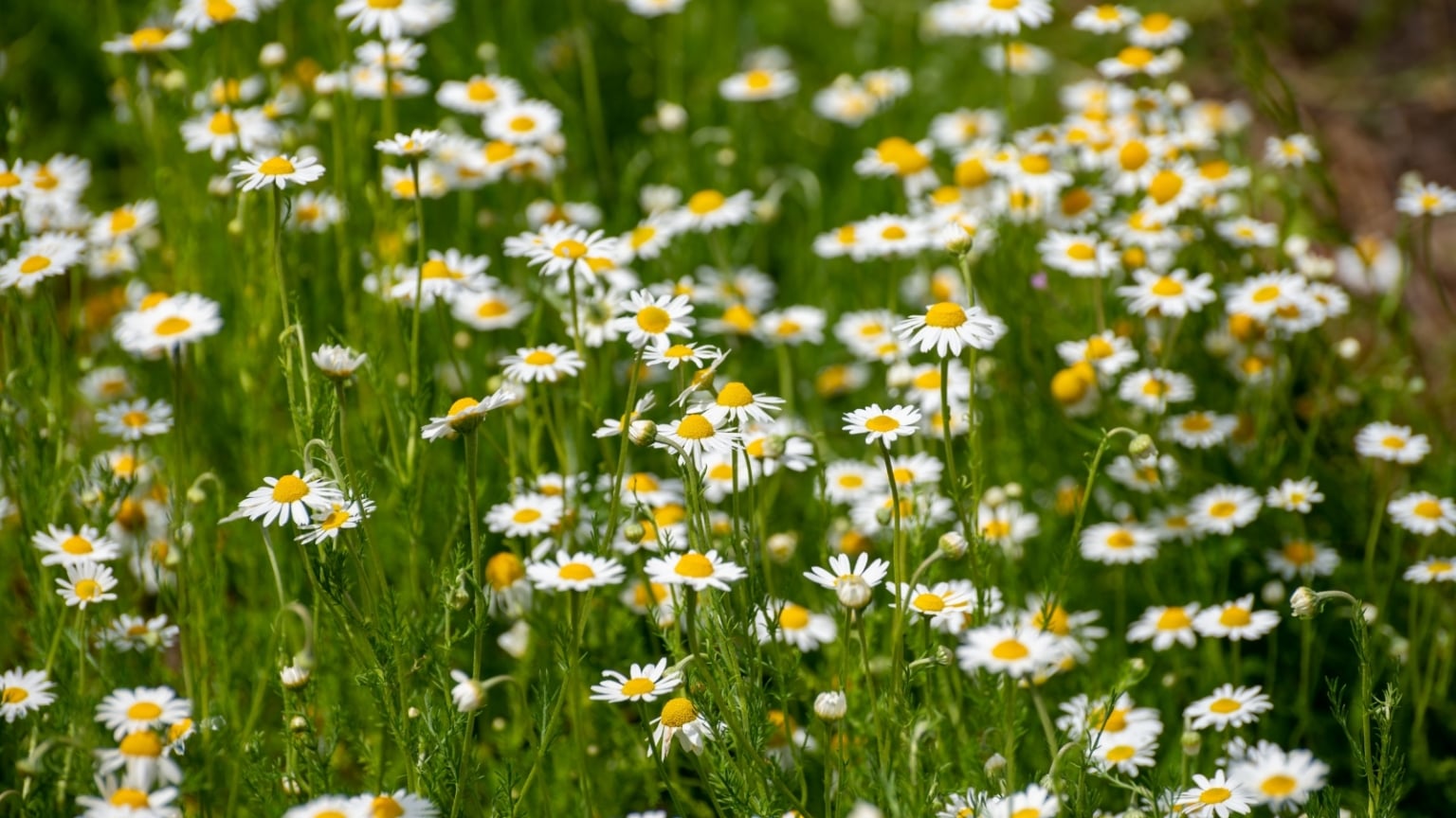 25 Cold-Hardy Herbs That Survive Winter in the Garden