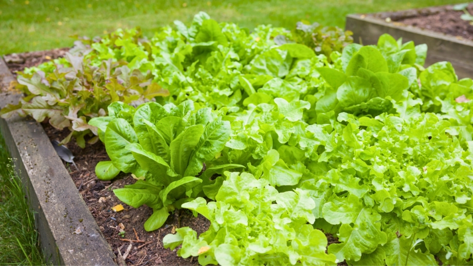 5 Tips for Growing Lettuce in Raised Beds