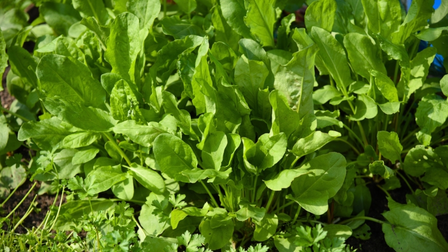 25 Cold-Hardy Herbs That Survive Winter in the Garden
