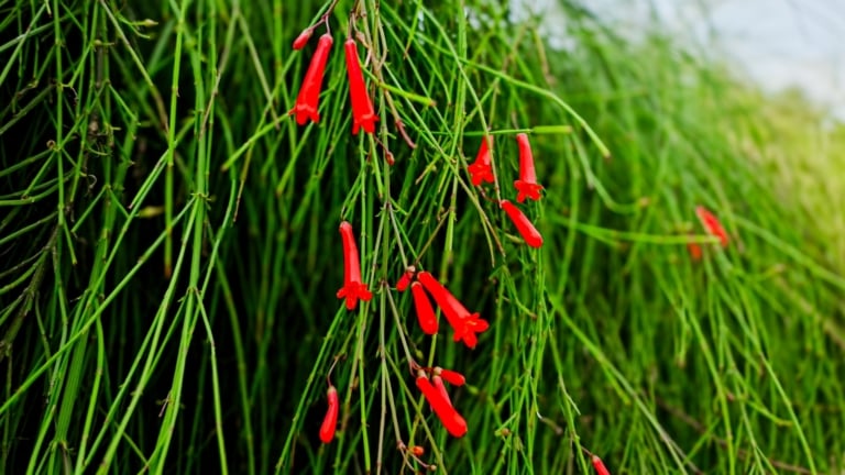 Plant These 15 Flowers That Look Like Fireworks This 4th of July