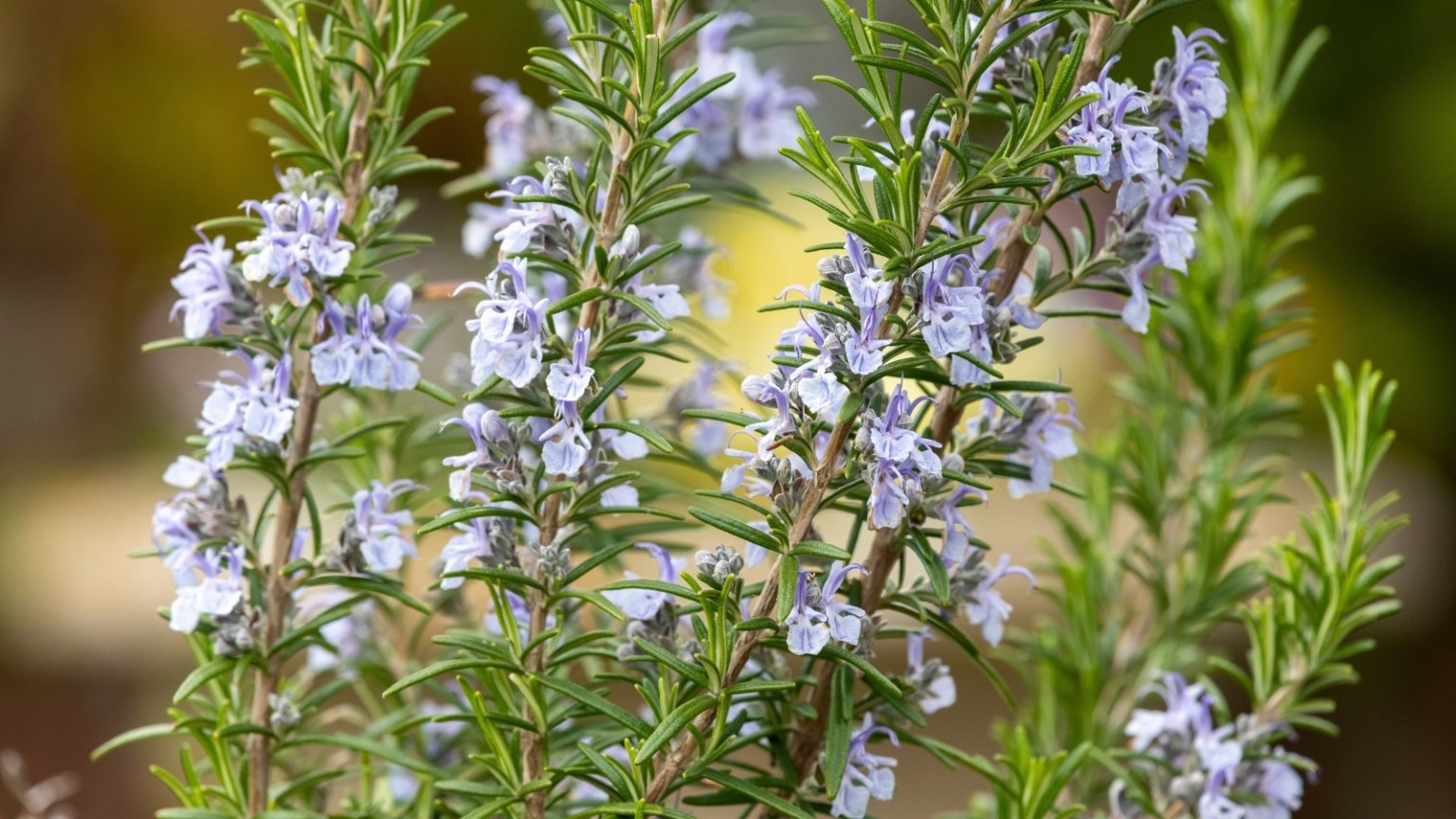 25 Cold-Hardy Herbs That Survive Winter in the Garden