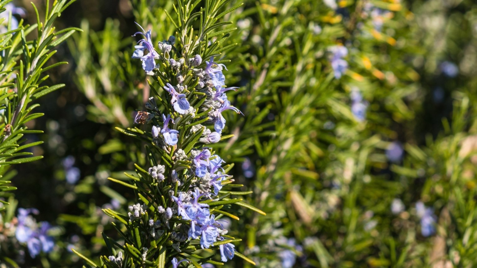 31 Popular Plants You Can Root In Water