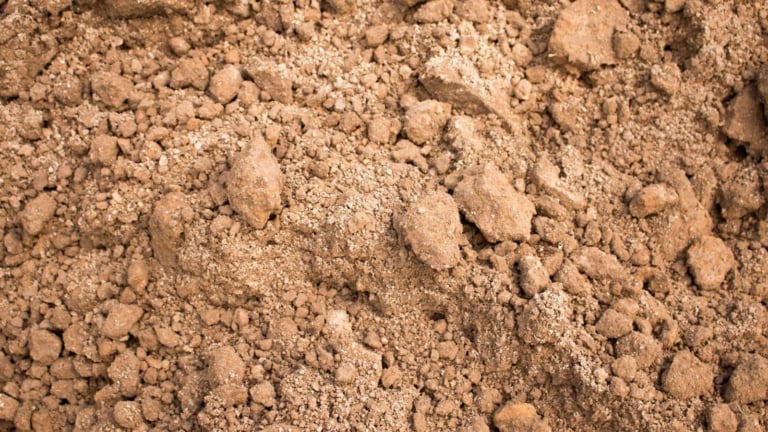 How to Plant, Grow, and Care For Epimediums