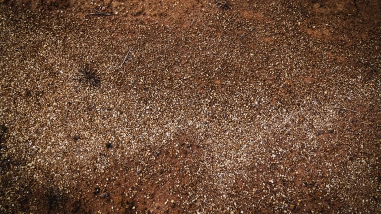 How to Plant, Grow, and Care for Jacaranda Trees