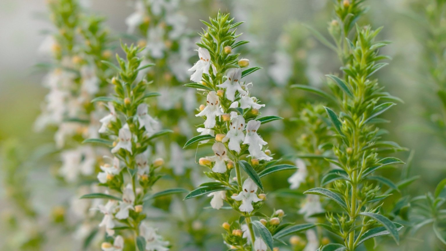 25 Cold-Hardy Herbs That Survive Winter in the Garden