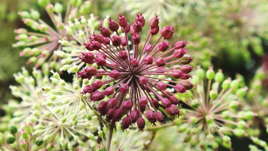 How to Plant, Grow, and Care for 'Sun King' Aralia