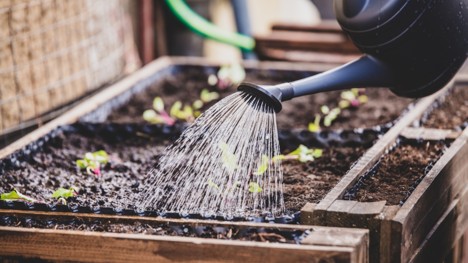 9 Tips For Growing Grapes in Raised Beds