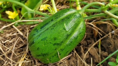 How to Plant, Grow, and Care for Lemon Cucumbers