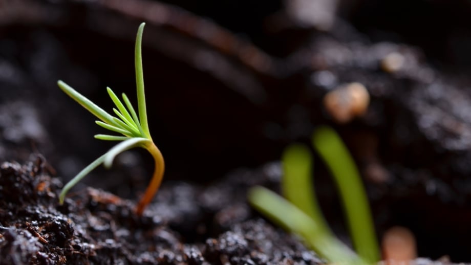 How to Plant, Grow, and Care For Redwood Trees