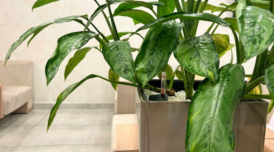 29 Beginner Tips for Growing Plants in Pots and Containers