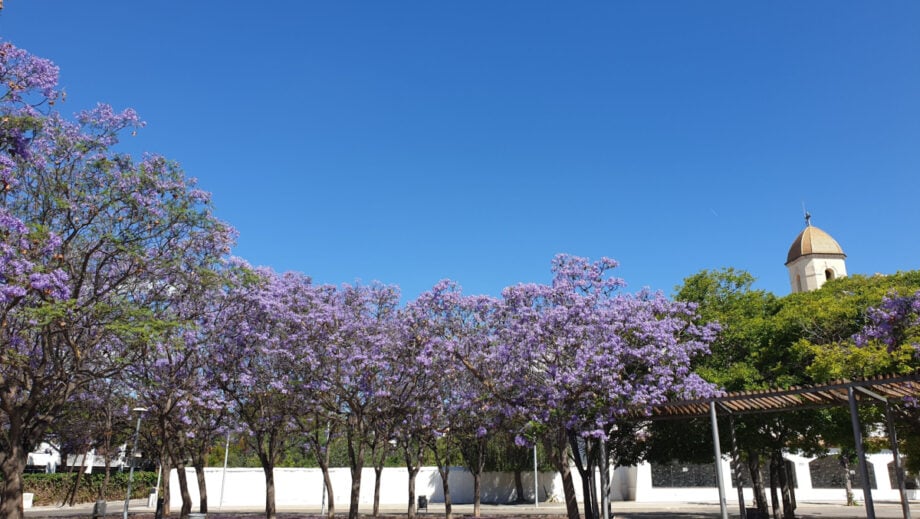 How to Plant, Grow, and Care for Jacaranda Trees