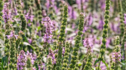 How to Plant, Grow, and Care For Wood Betony
