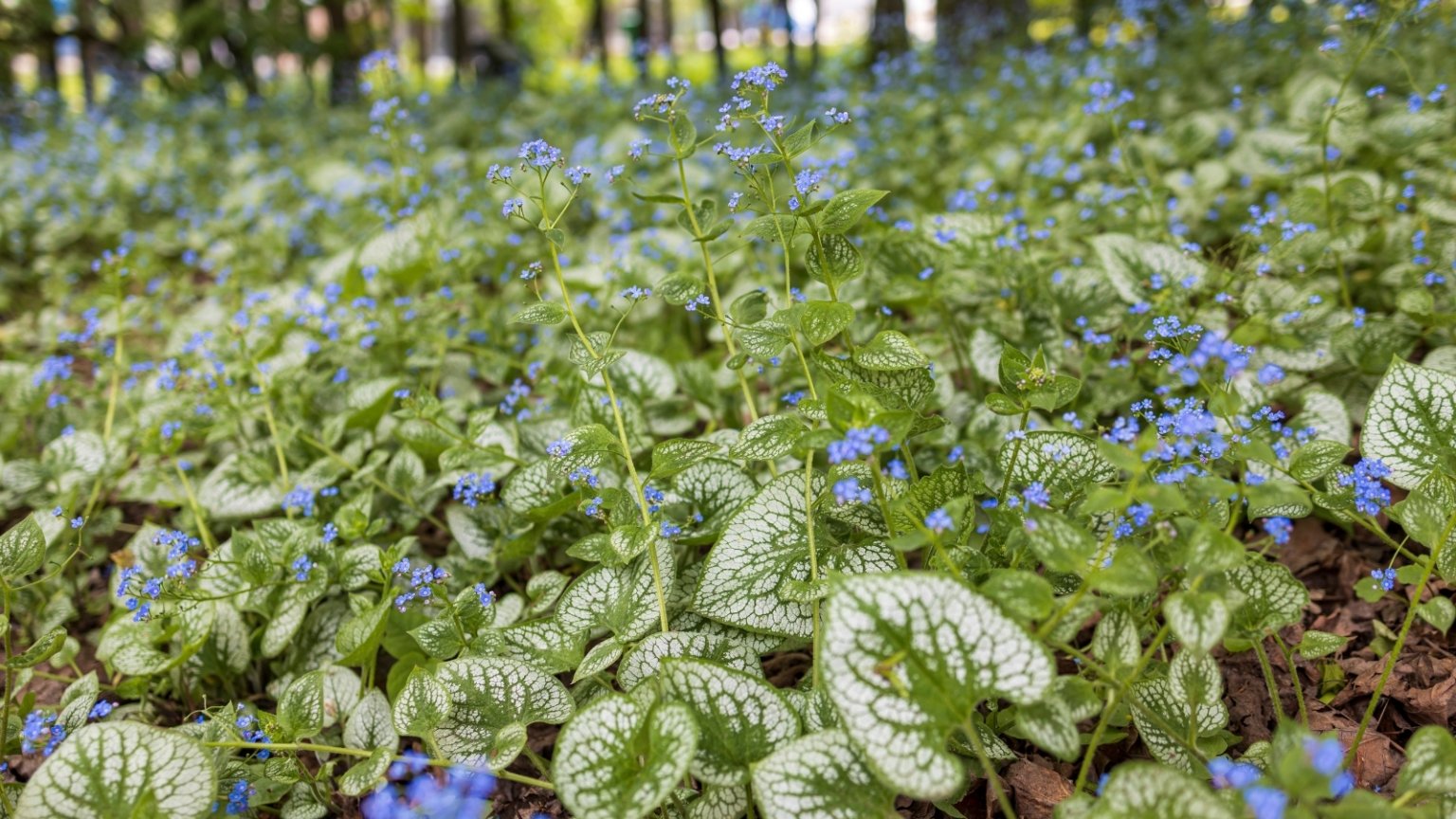 How to Plant, Grow, and Care for Brunnera