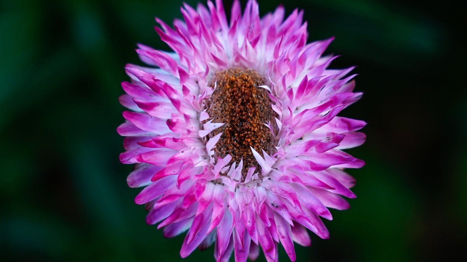 21 Best Flowers for Growing in Raised Beds