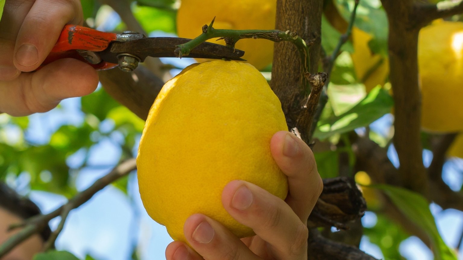 How to Plant, Grow, and Care for 'Improved Meyer' Lemon Bushes