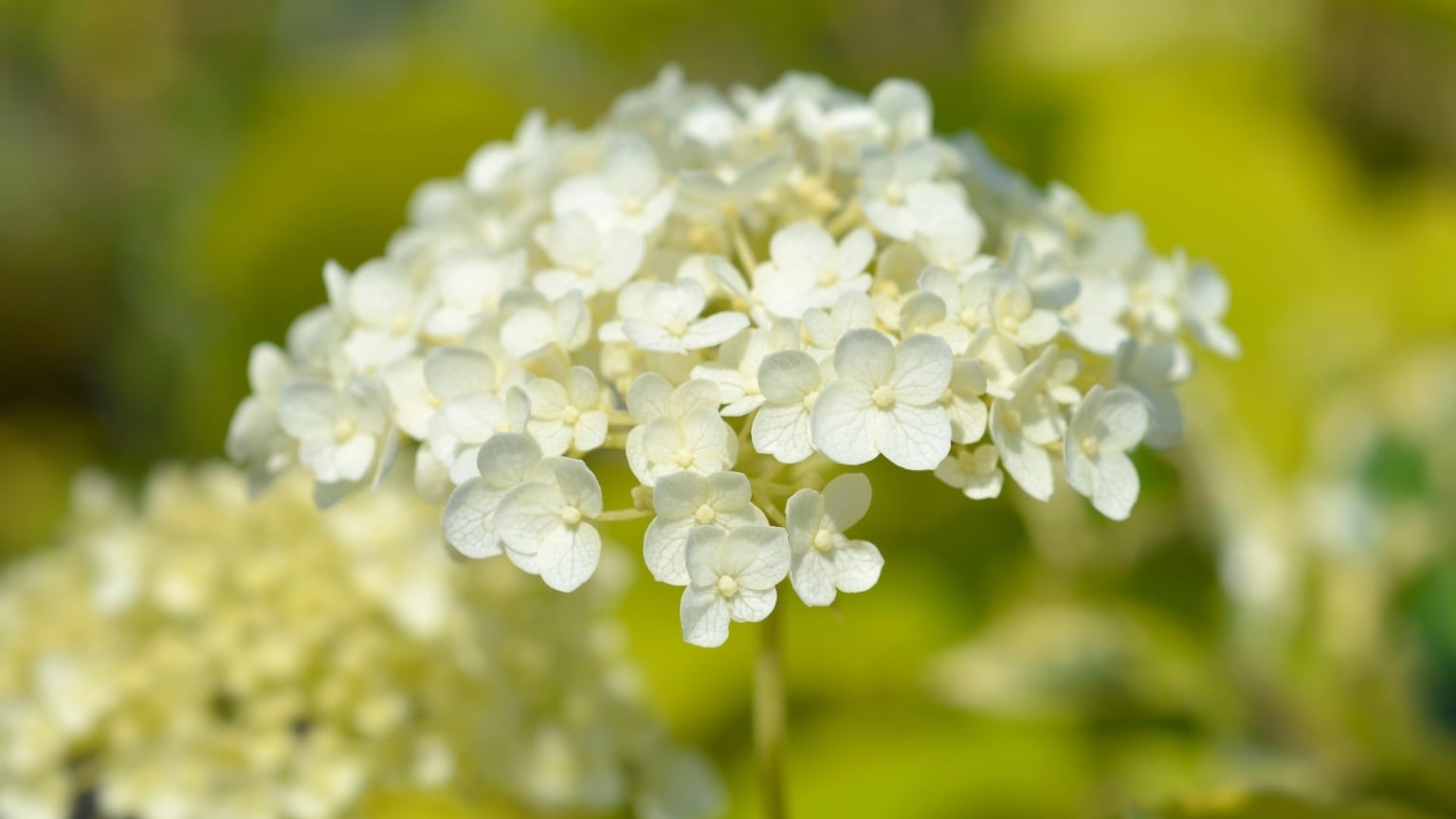 When Do Hydrangeas Bloom?