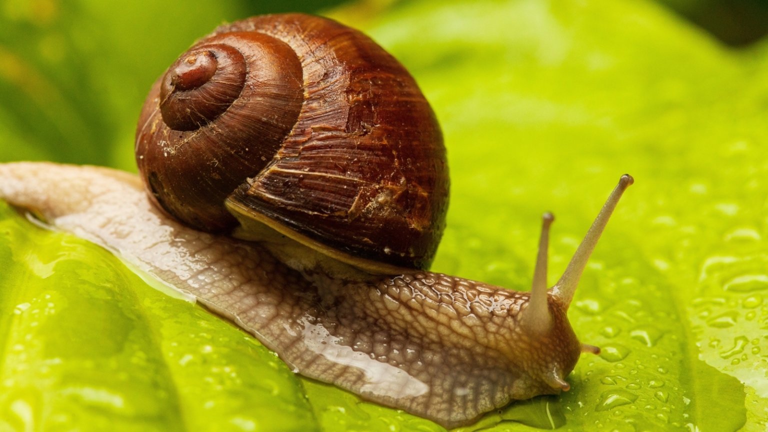 Snails and Slugs: What's The Difference?