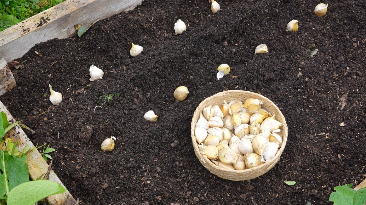 How to Grow Garlic in Raised Beds: A Complete Guide
