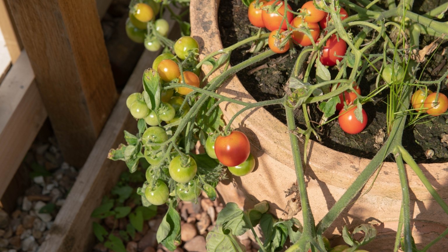 10 Best Tomatoes to Grow in Hanging Baskets