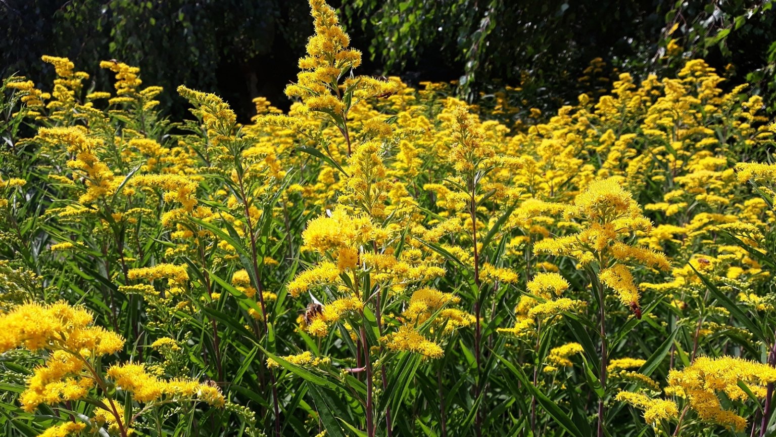21 Wildflowers Native to Washington State