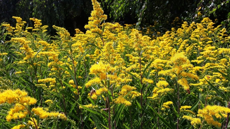 21 Wildflowers Native to Washington State