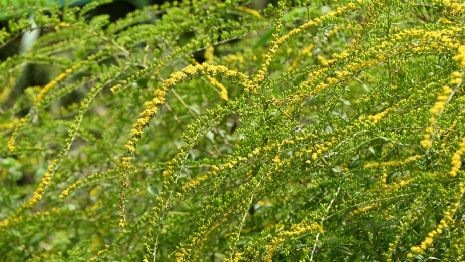Plant These 15 Flowers That Look Like Fireworks This 4th of July