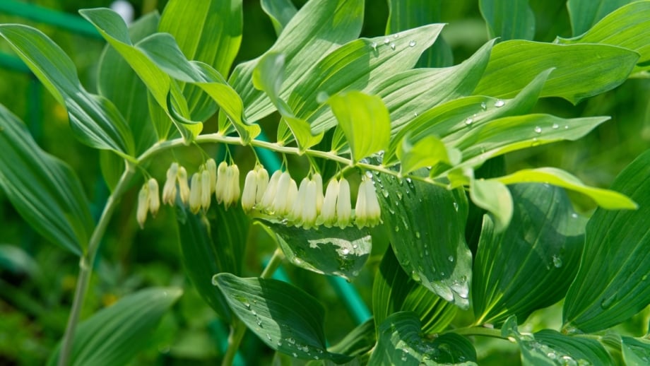 How to Plant, Grow, and Care For Solomon's Seal