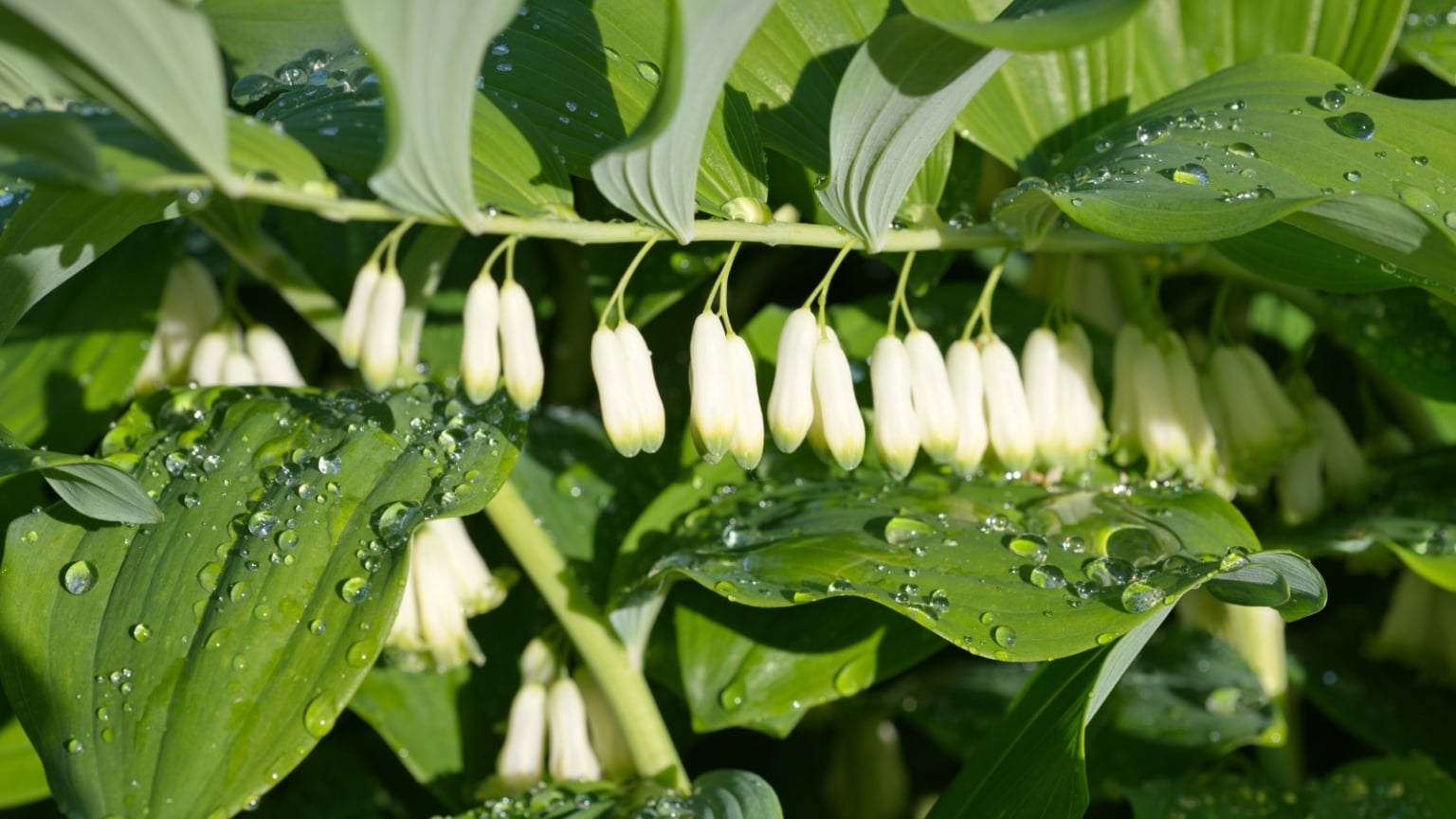 How to Plant, Grow, and Care For Solomon's Seal