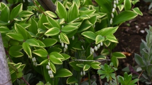 How to Plant, Grow, and Care For Solomon's Seal