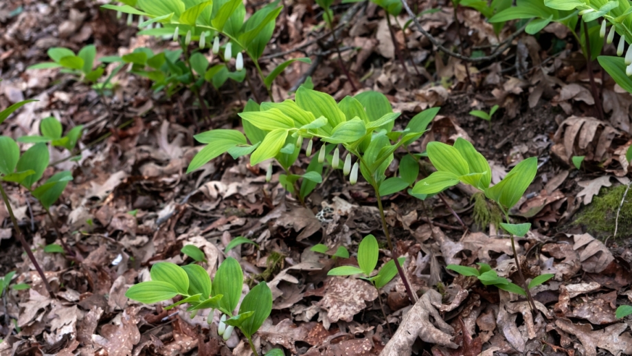 How to Plant, Grow, and Care For Solomon's Seal