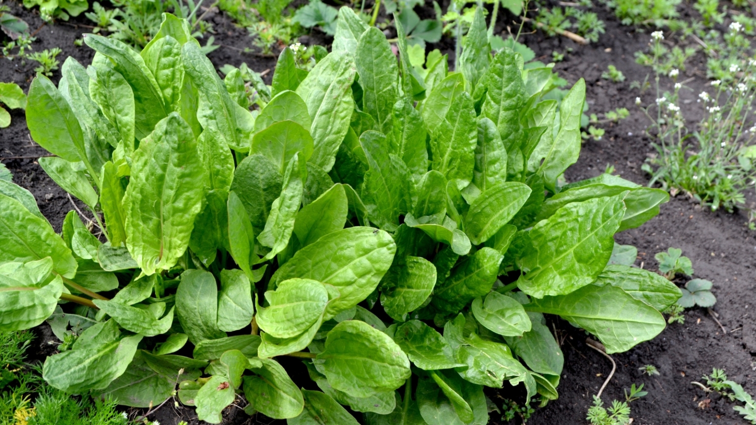 11 Vegetables So Productive You Should Only Grow One Plant