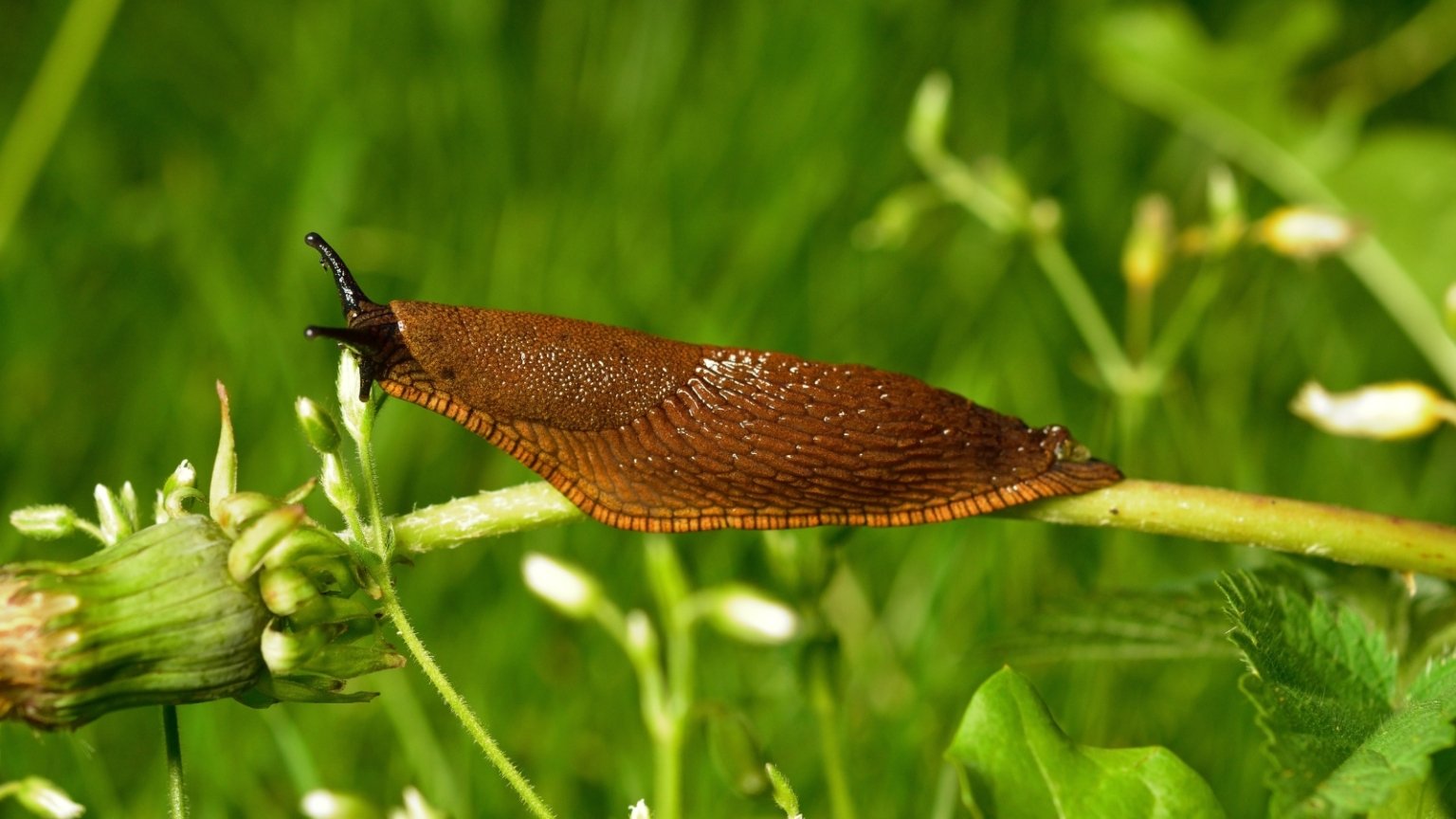 How to Plant, Grow, and Care for Chrysogonum virginianum