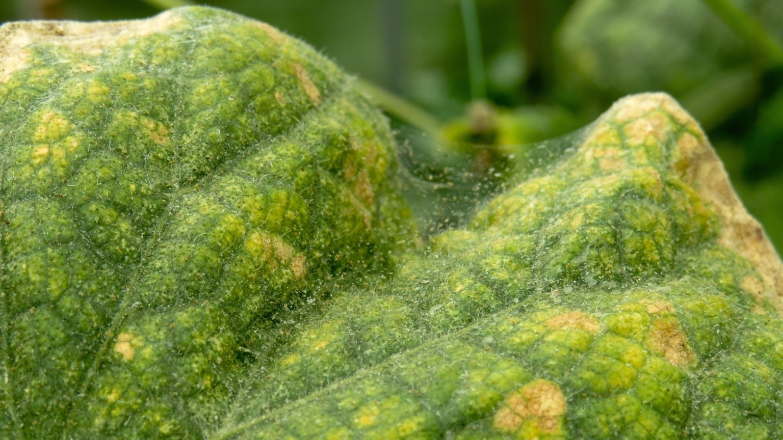 7 Reasons Why Your Cucumbers Are Turning Yellow