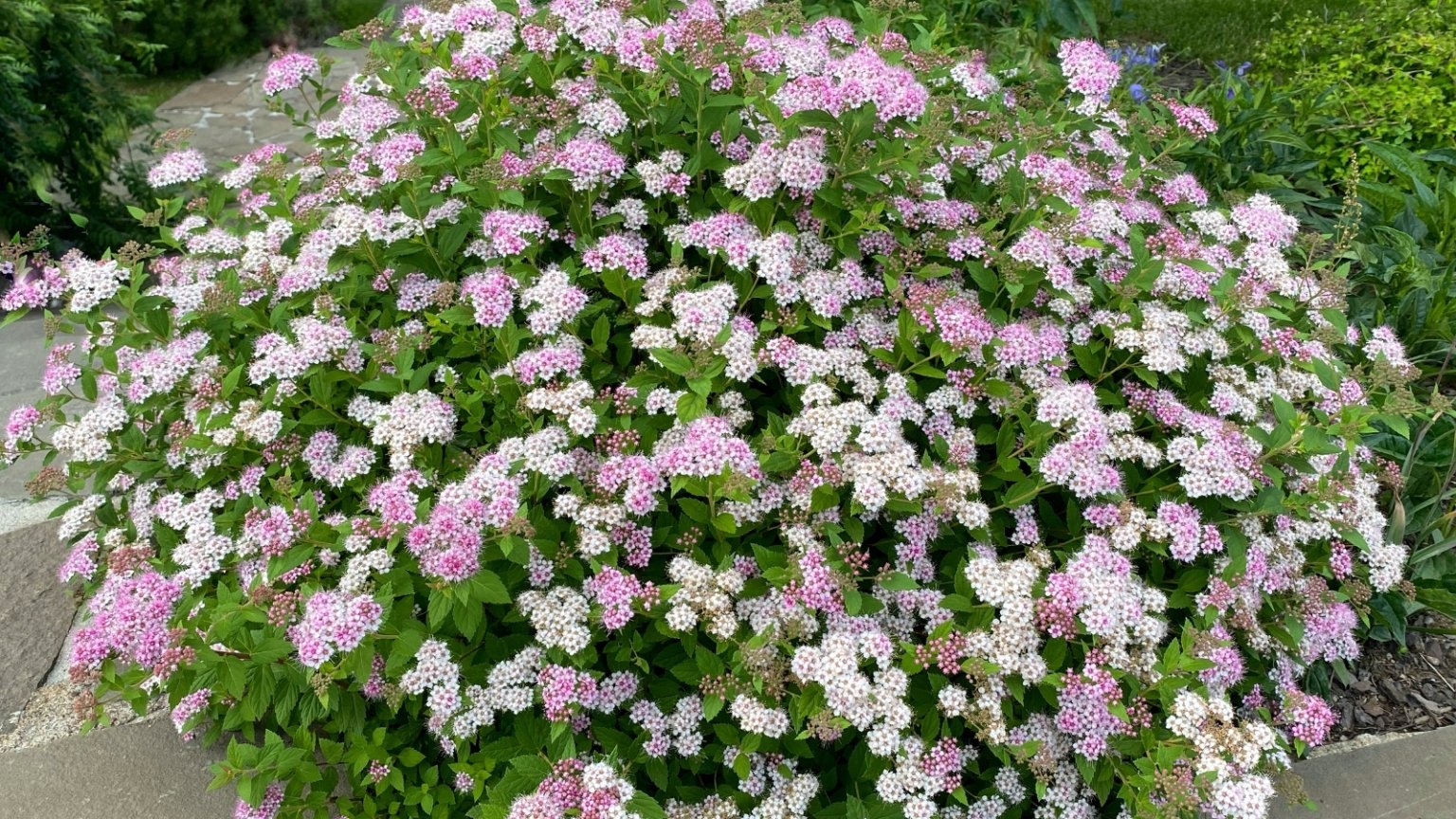 How to Plant, Grow, and Care for Spirea Shrubs
