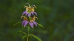 How to Plant, Grow, and Care for Spotted Bee Balm