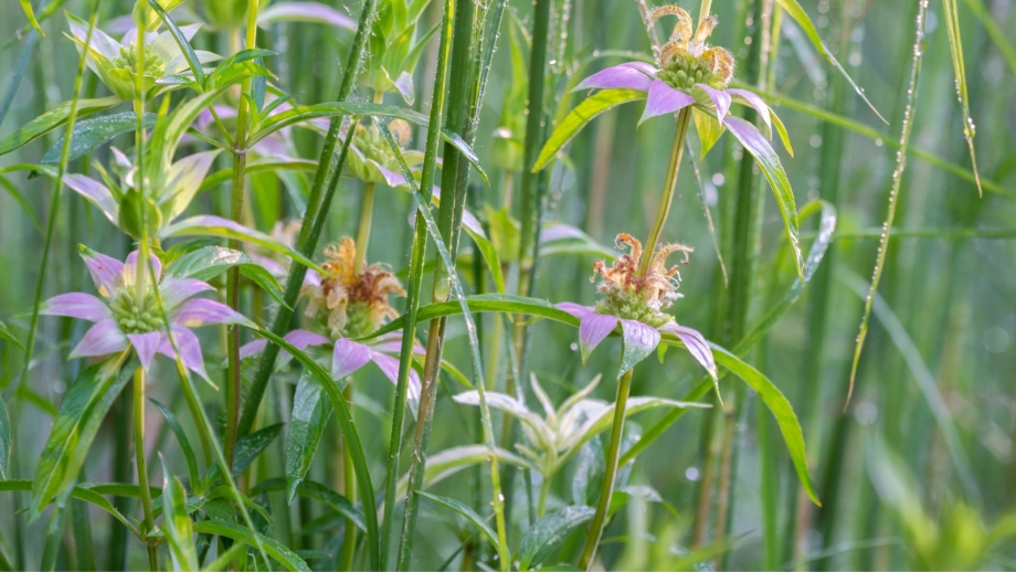 How to Plant, Grow, and Care for Spotted Bee Balm