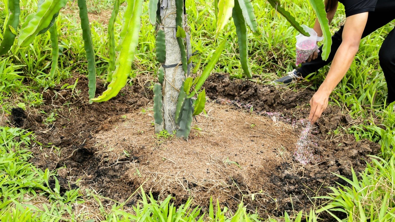 Complete Beginner's Guide to Growing Dragon Fruit