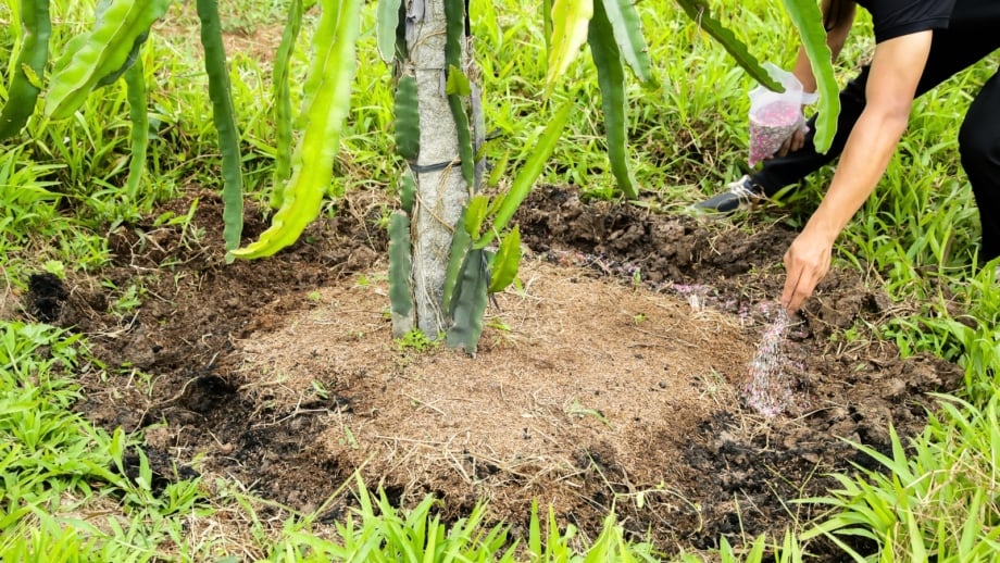 Complete Beginner's Guide to Growing Dragon Fruit