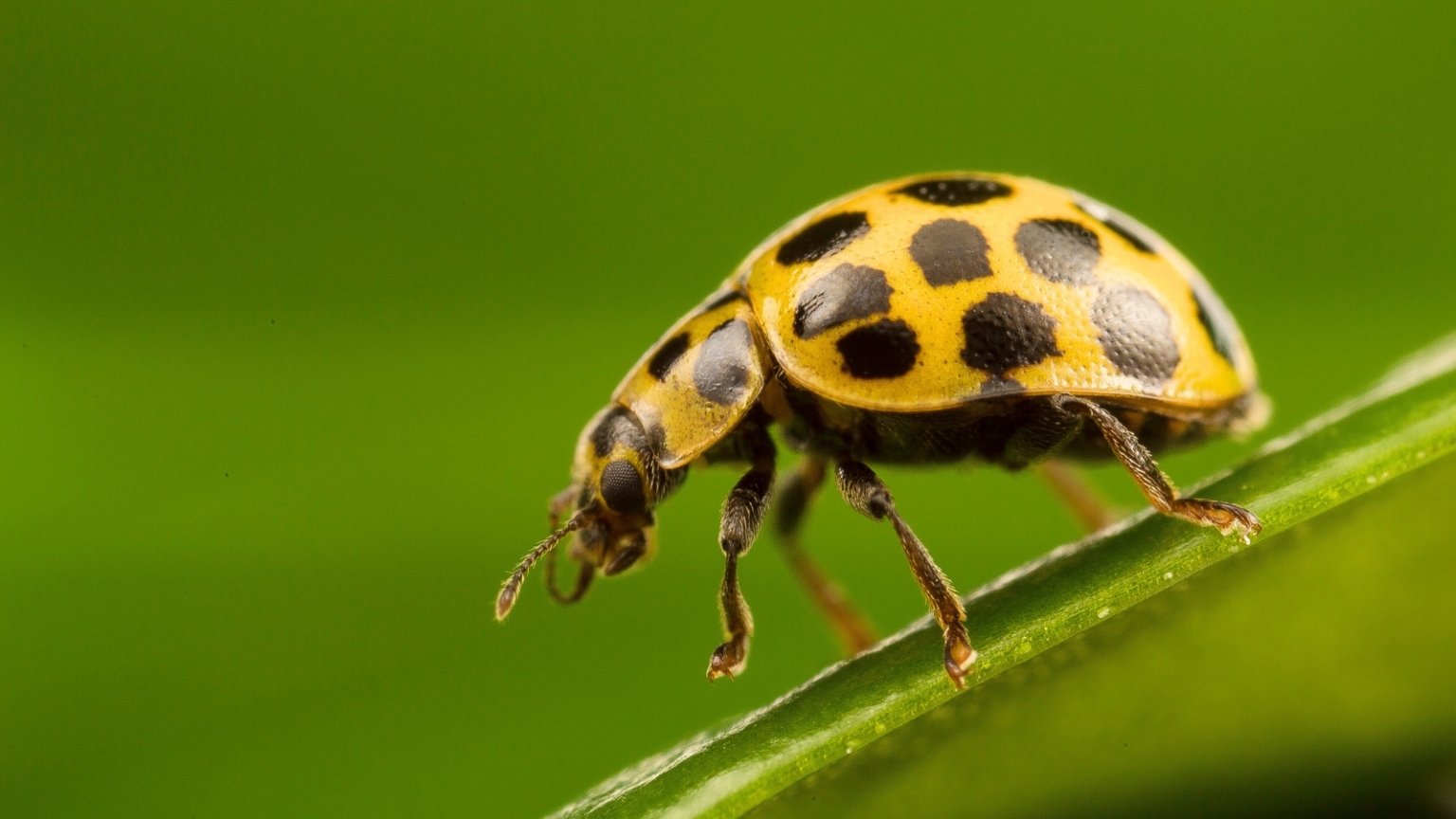 How to Tell The Difference Between Native US and Asian Ladybugs