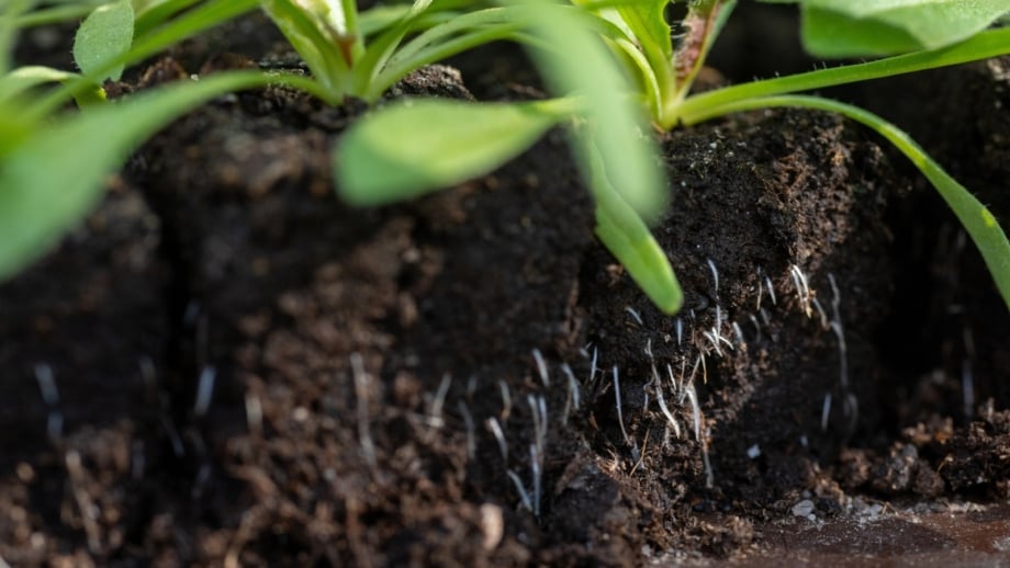 How to Plant, Grow, and Care for Statice