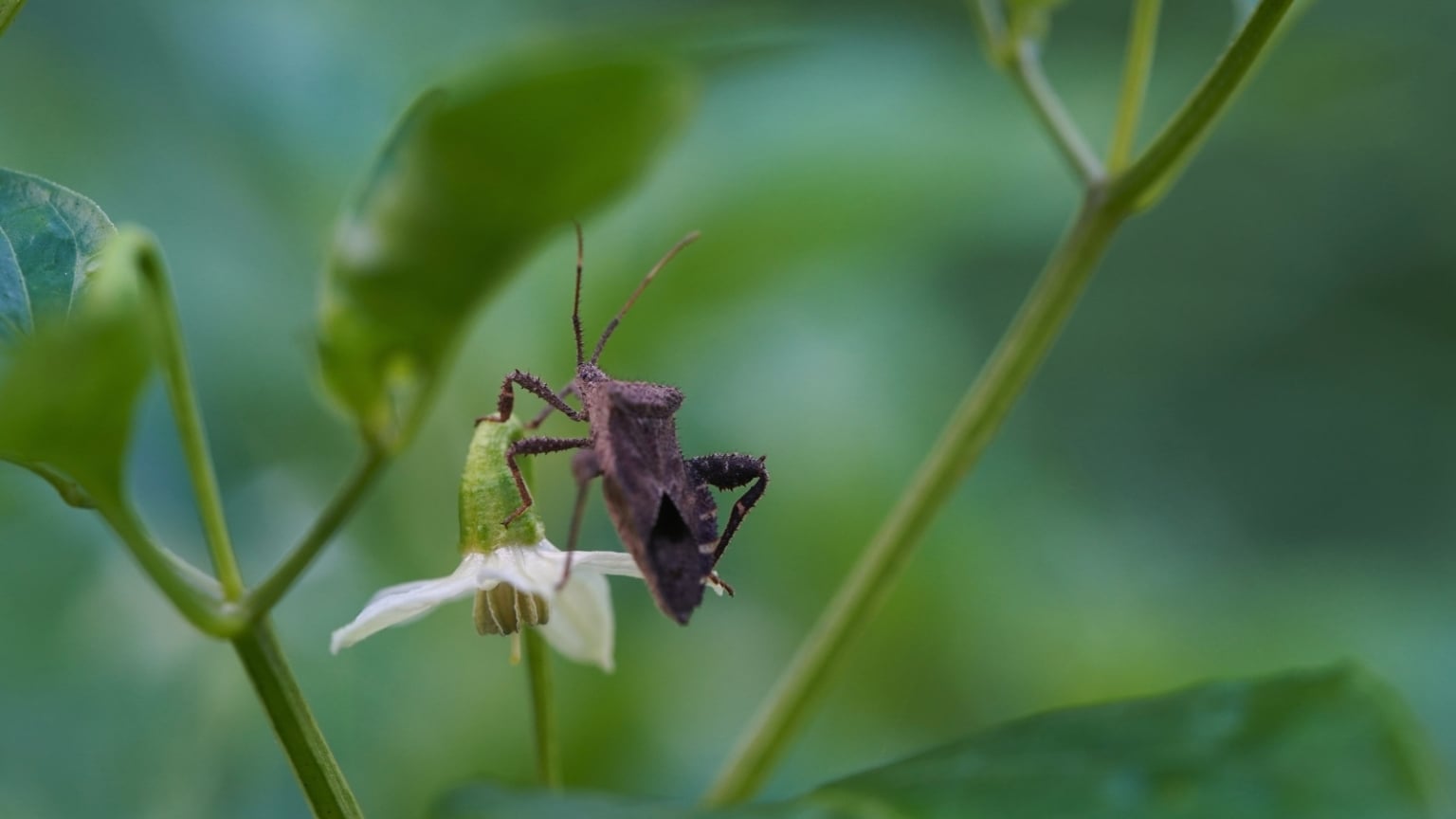 What's Eating My Pepper Plant? Pepper Pests