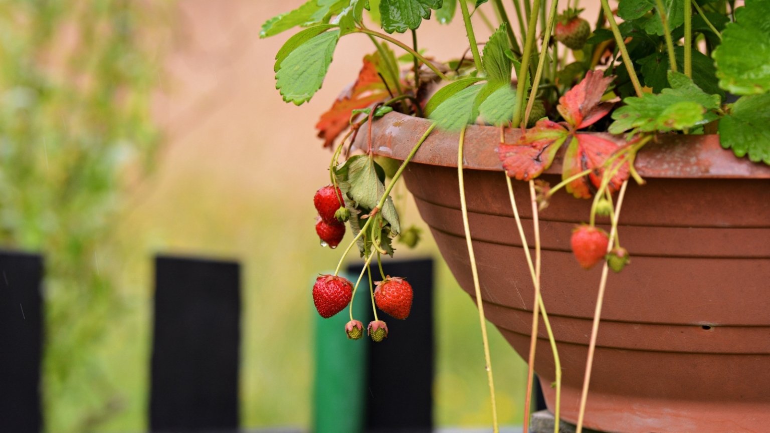 How to Grow Strawberries in Hanging Baskets