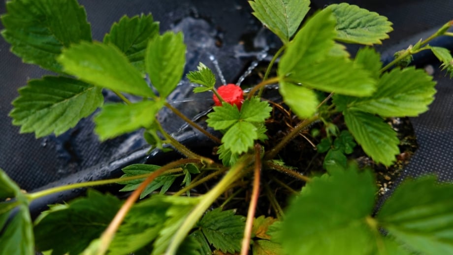 How Much Water do Strawberries Need?