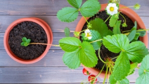 How to Plant, Grow, and Care for 'Allstar' June-bearing Strawberries