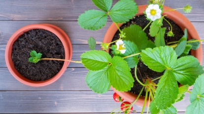 How to Plant, Grow, and Care for 'Allstar' June-bearing Strawberries