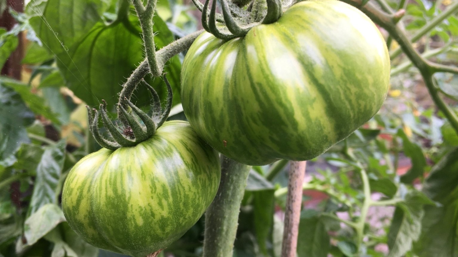 7 Unique and Unusual Tomatoes That Wow in the Garden